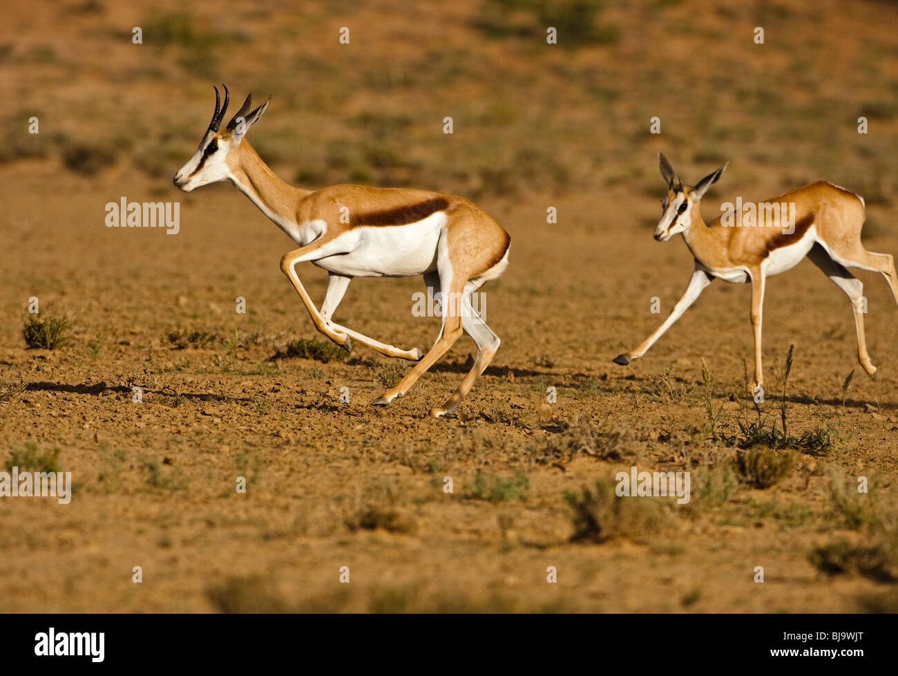Springbok Running