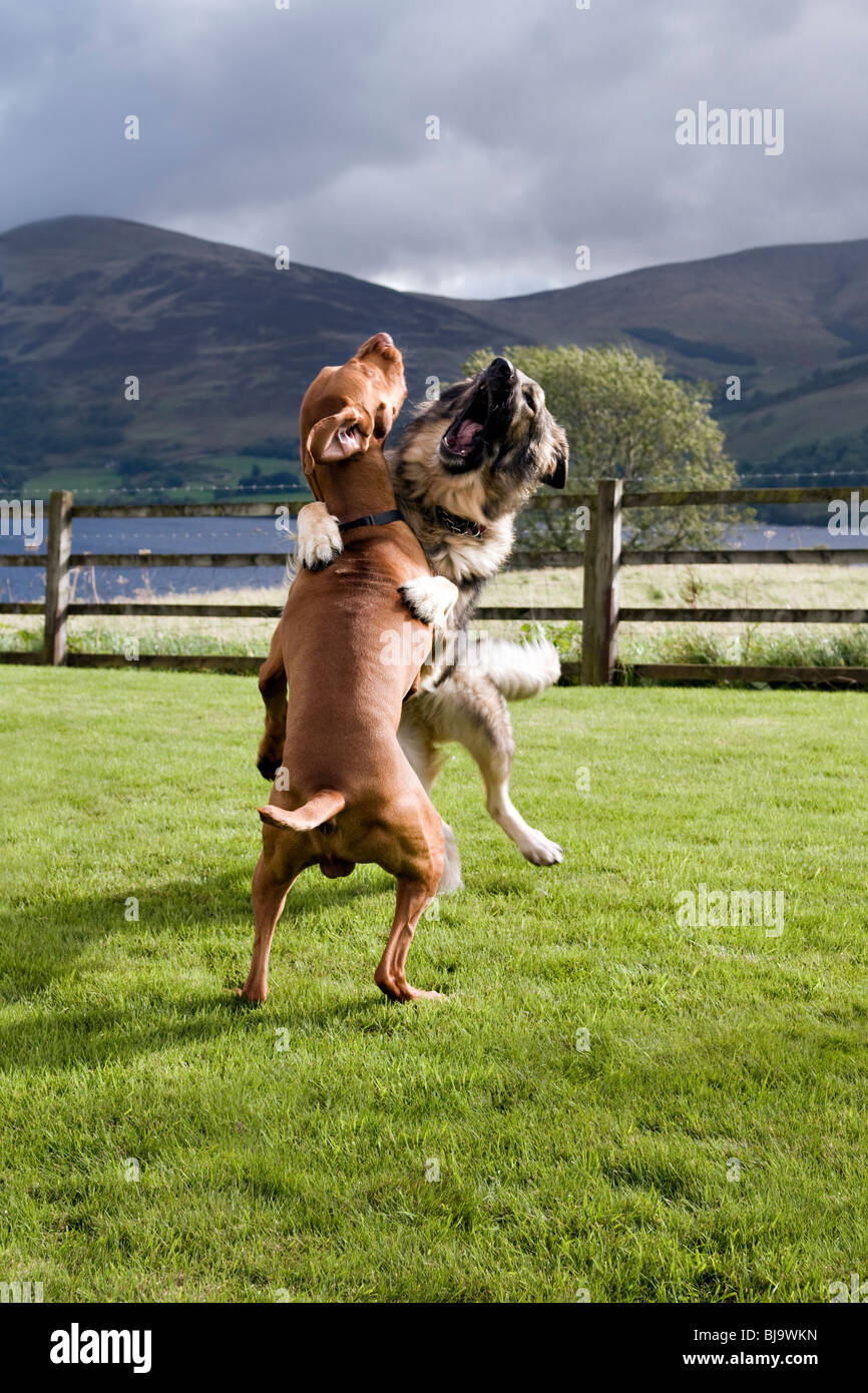 Dog wrestling High Resolution Stock Photography and Images - Alamy