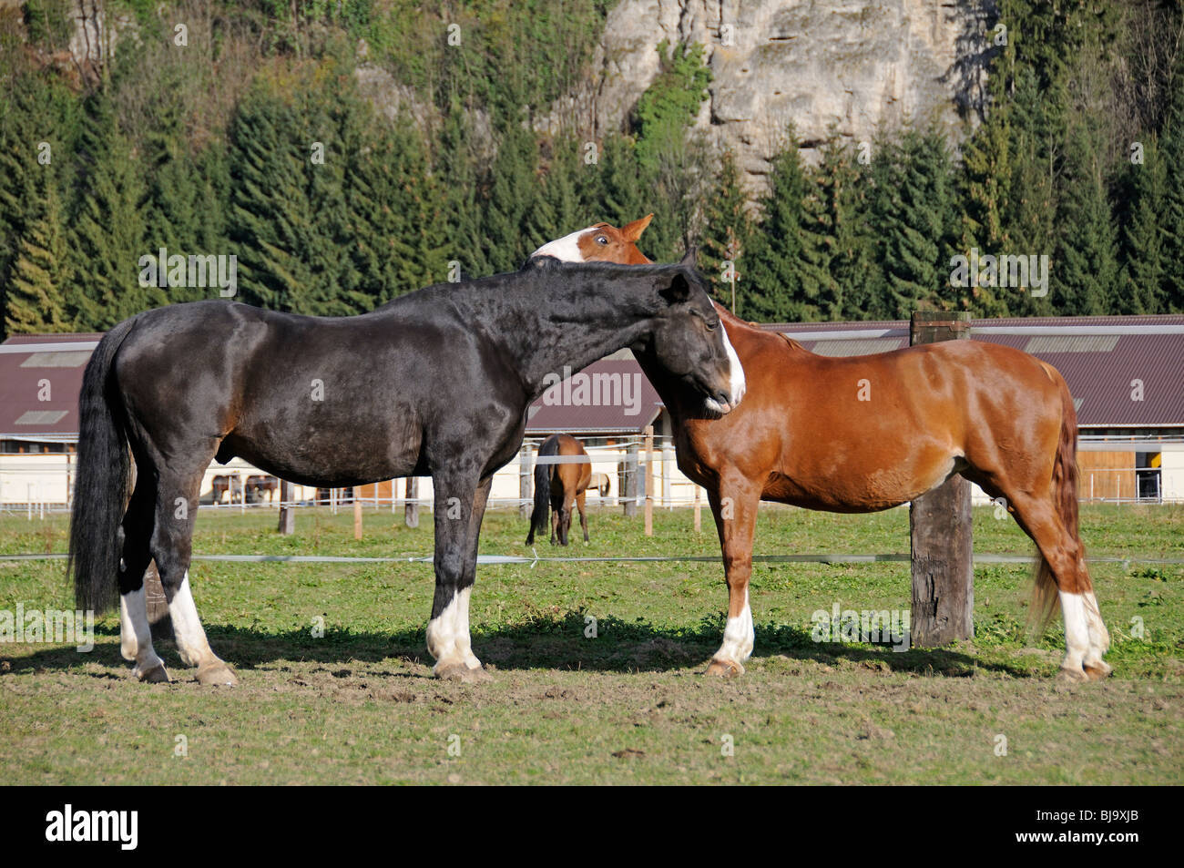 Horses on grassy field hi-res stock photography and images - Alamy