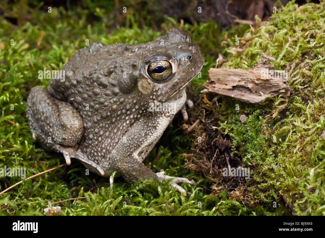 The Texas toad, Bufo speciosus, is native to Texas, north into Oklahoma ...