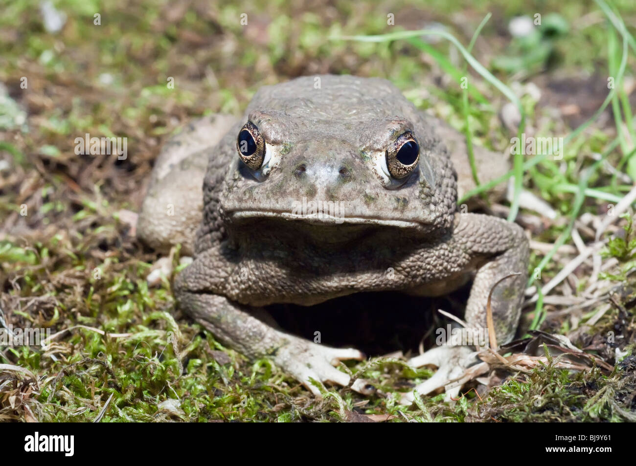 The Texas toad, Bufo speciosus, is native to Texas, north into Oklahoma ...