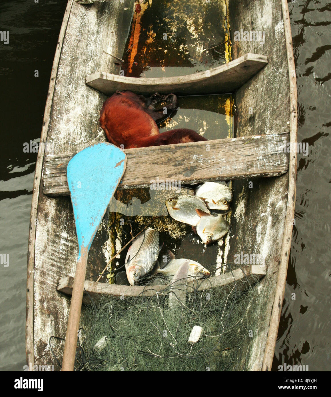 dead howler monkey and Amazonian river fish in small canoe Stock Photo ...