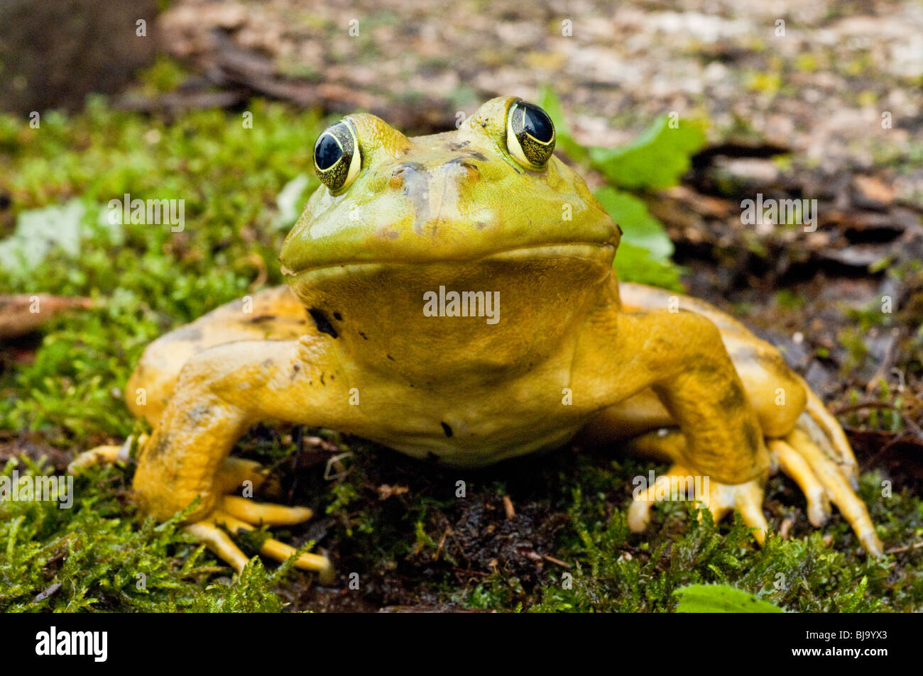 Bullfrog Stock Photos & Bullfrog Stock Images - Alamy