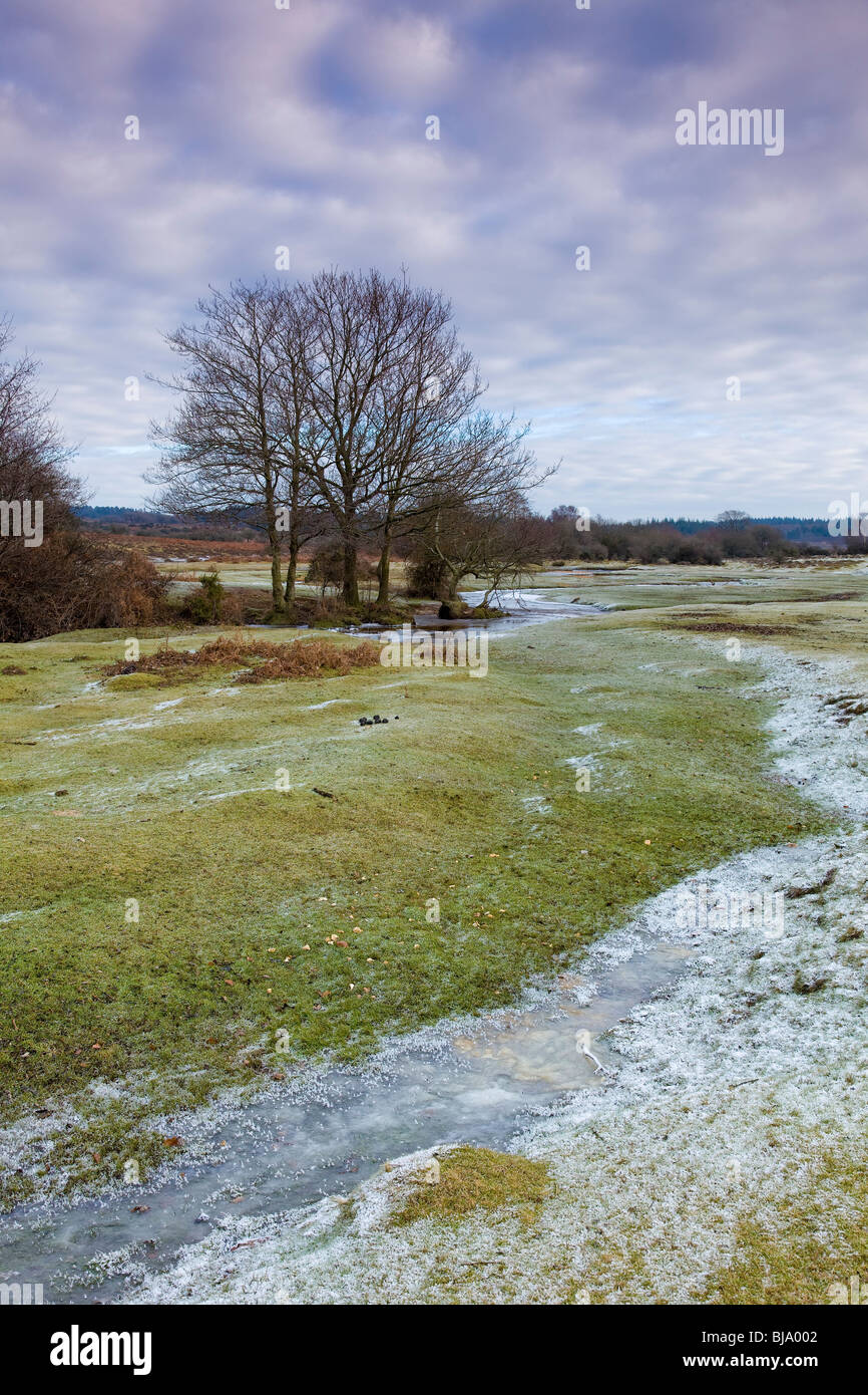 Latchmore brook new forest hi-res stock photography and images - Alamy