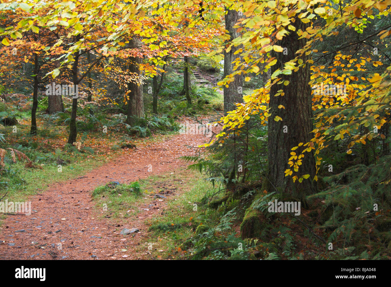 Path in the Galloway Forest Park in Dumfries and Galloway, Scotland, in ...