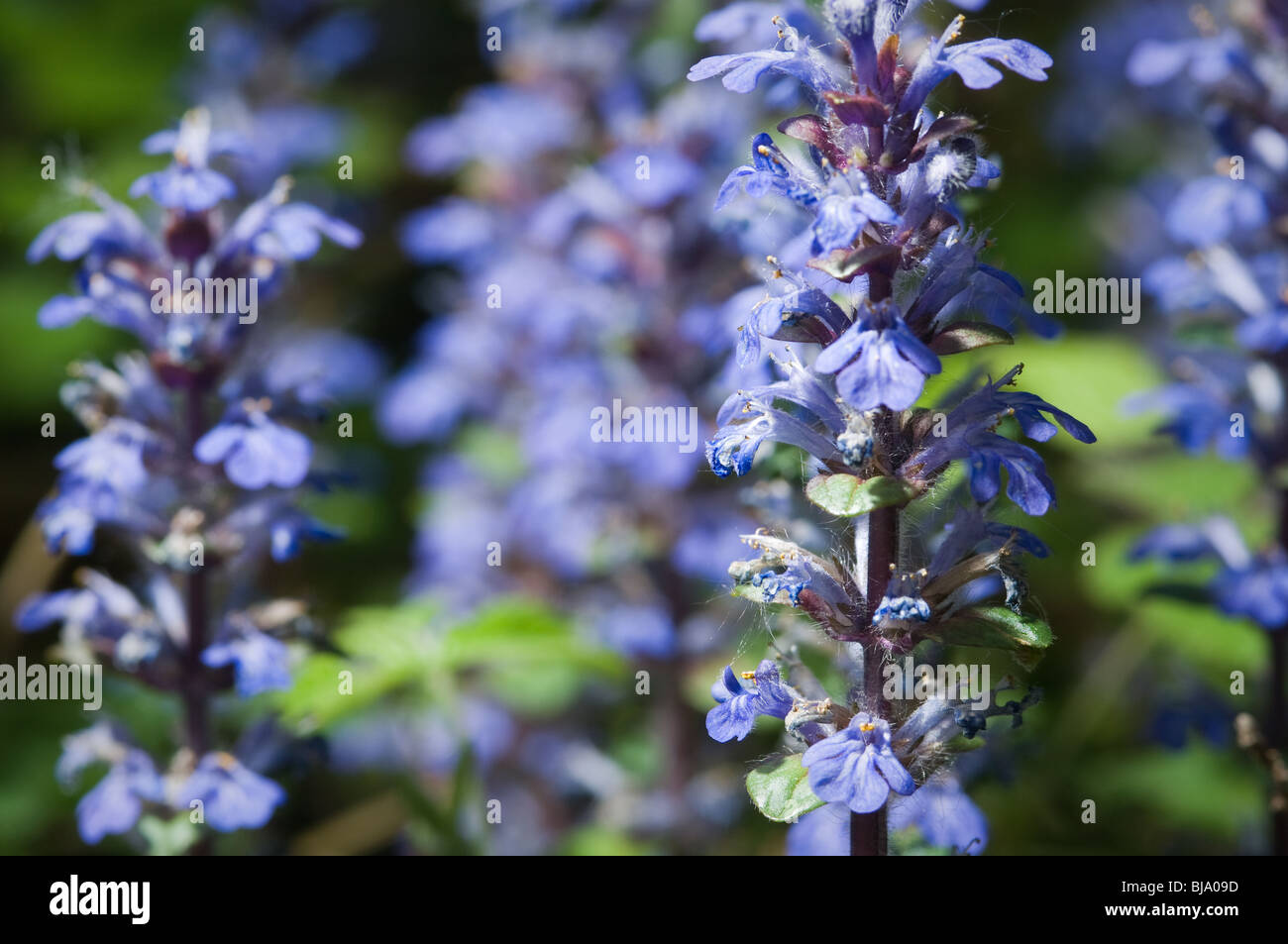 Ajuga reptans hi-res stock photography and images - Alamy