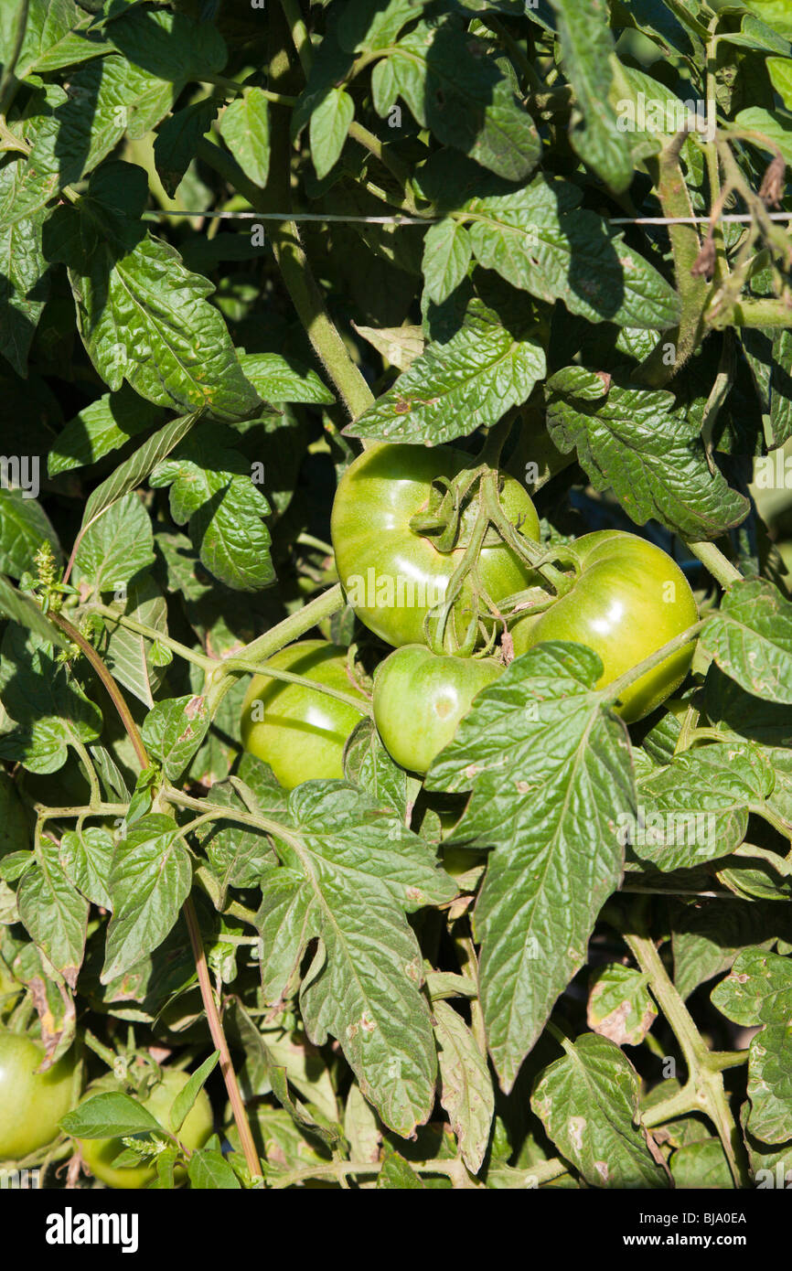 Tomato farm florida hi-res stock photography and images - Alamy