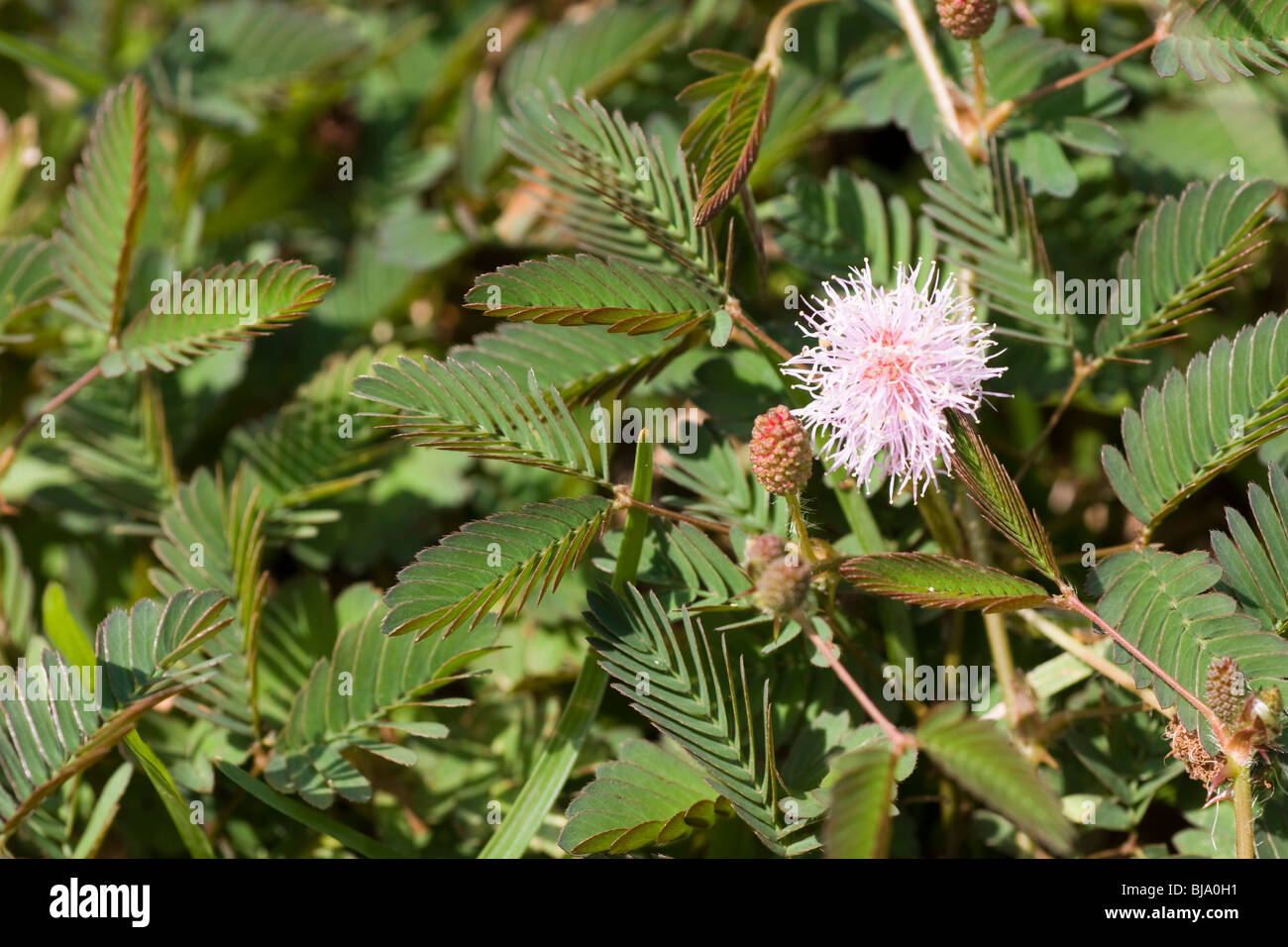 Sensitive plant hi-res stock photography and images - Alamy