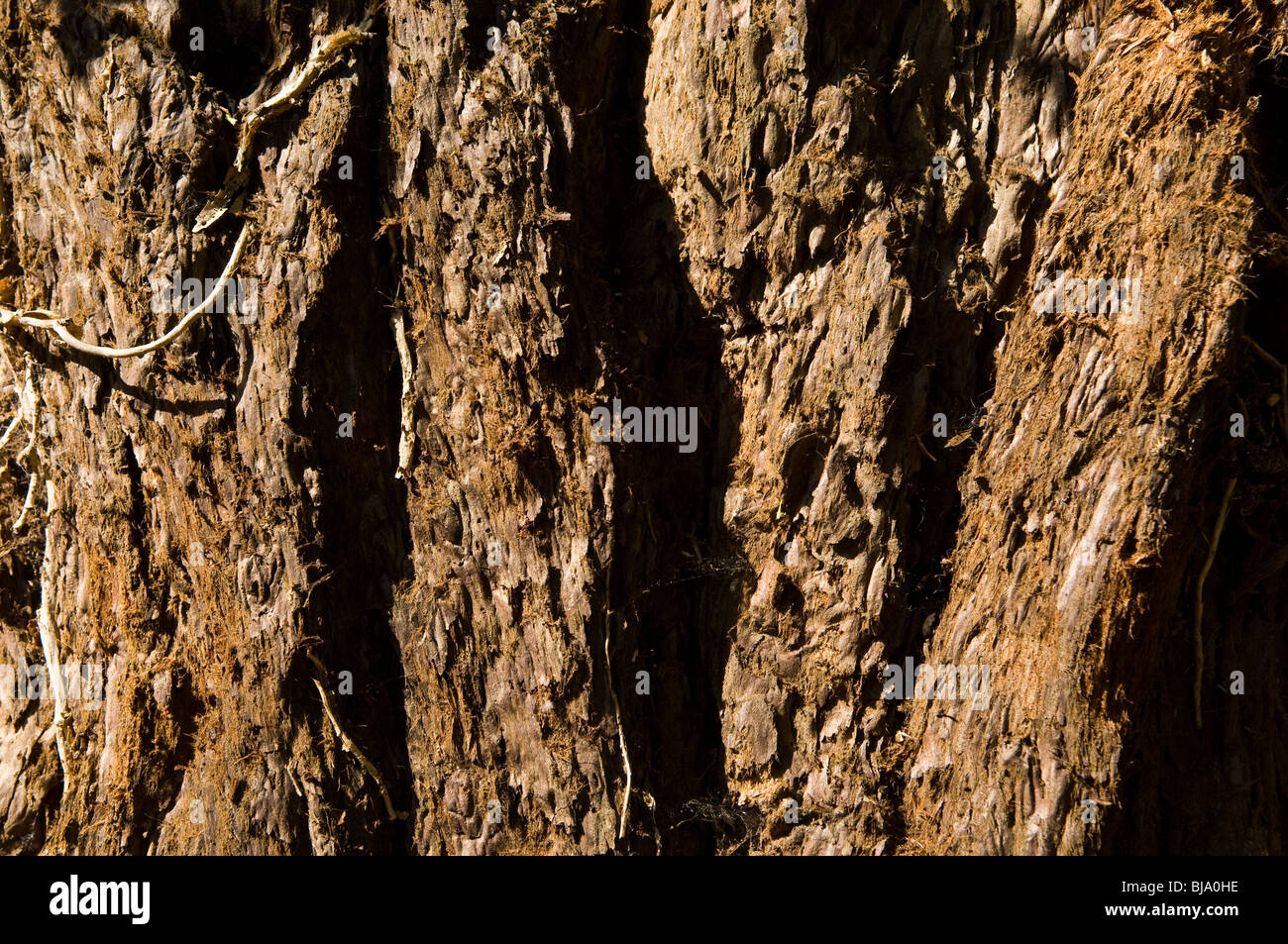 Ham tree hi-res stock photography and images - Alamy