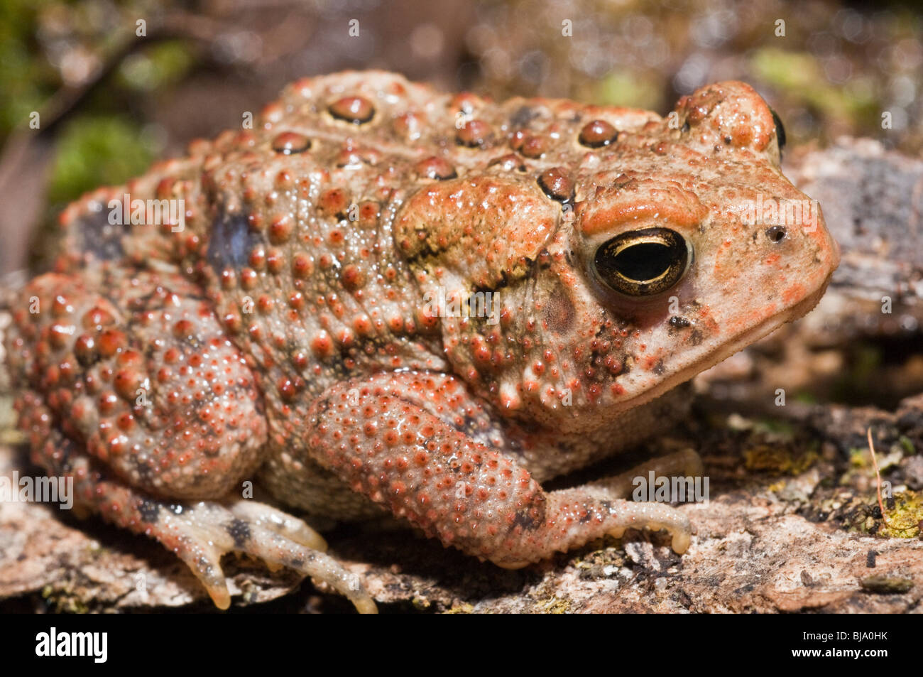 American toad bufo americanus native hi-res stock photography and ...