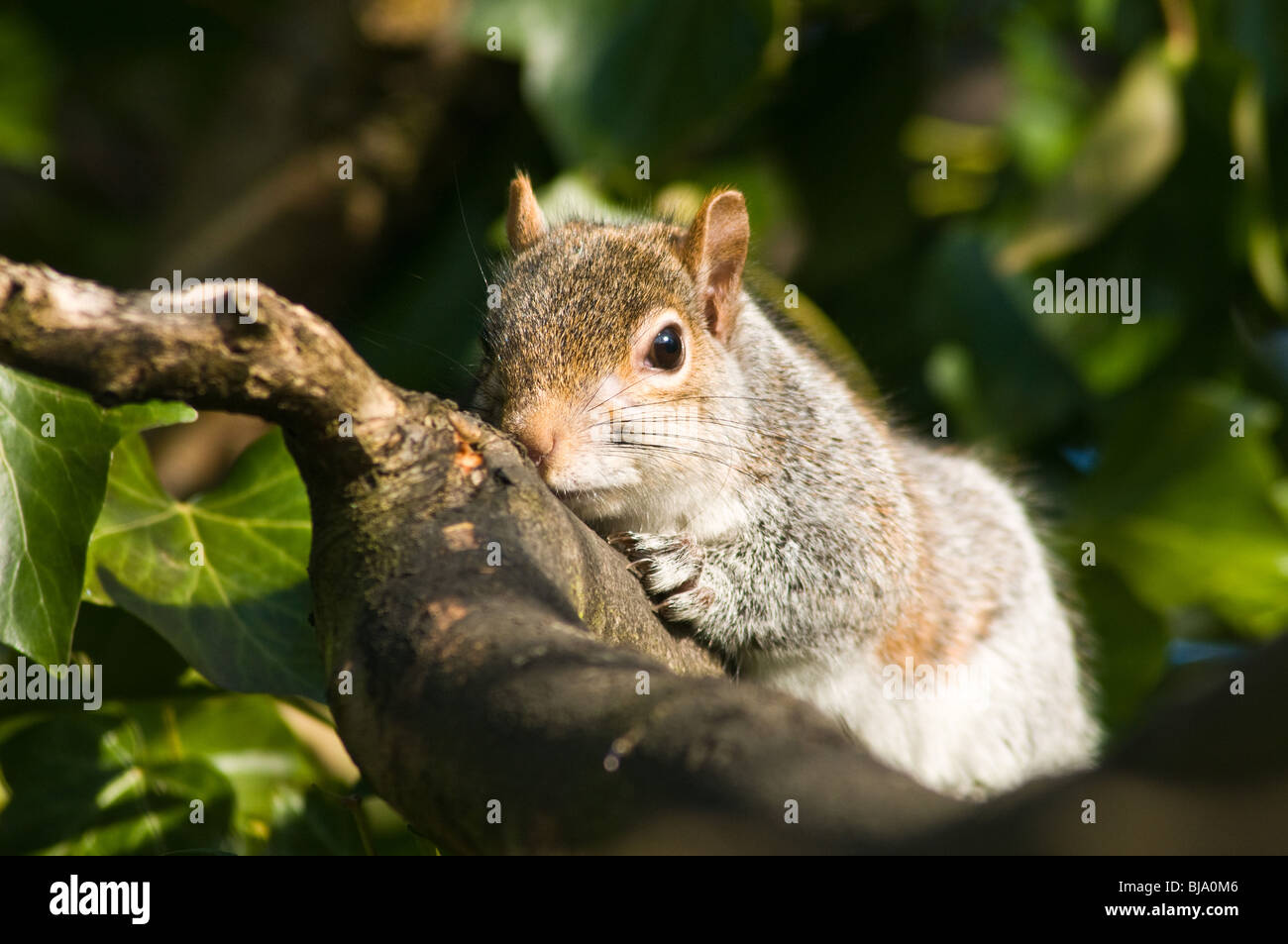 Grey squirrel tree hi-res stock photography and images - Alamy