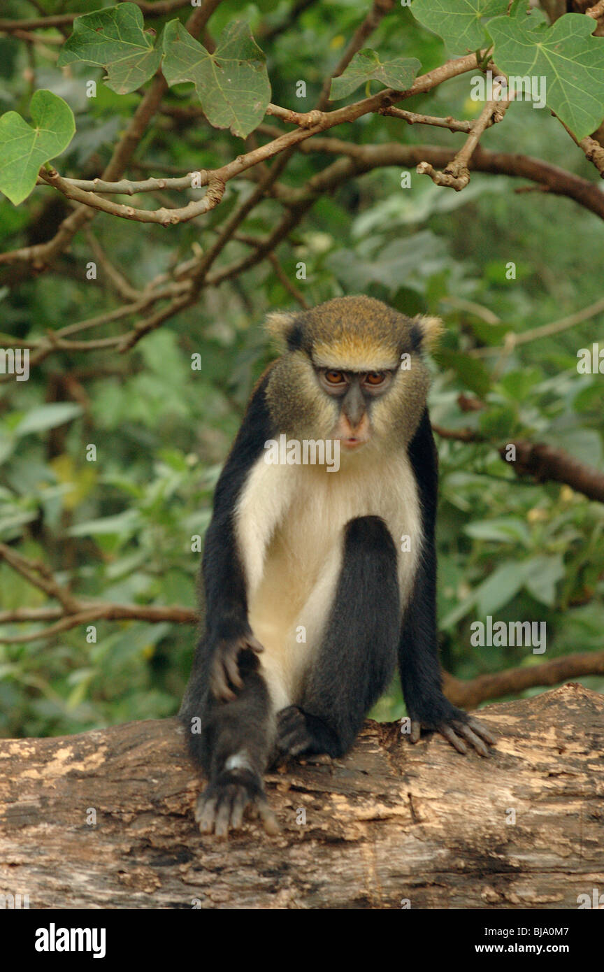 The campbells mona monkey hi-res stock photography and images - Alamy