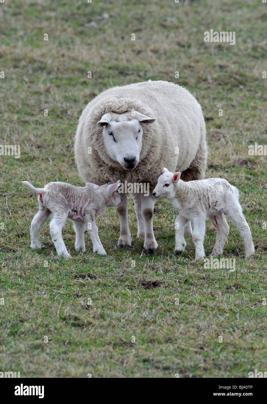 SPRING LAMBS. Sheep Stock Photo - Alamy