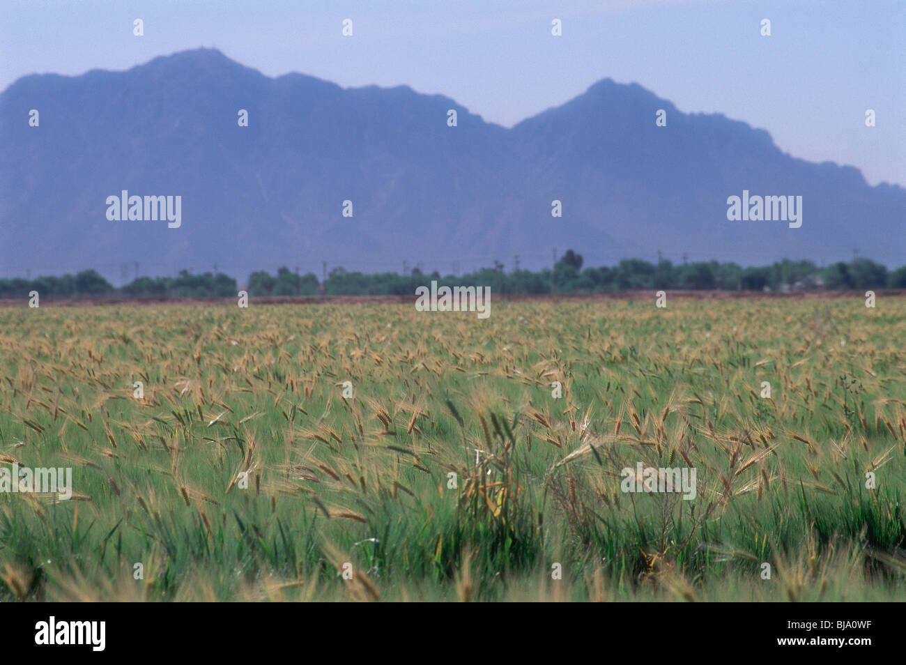 Wheat field in the Sonoran Desert, Arizona. Photograph Stock Photo - Alamy