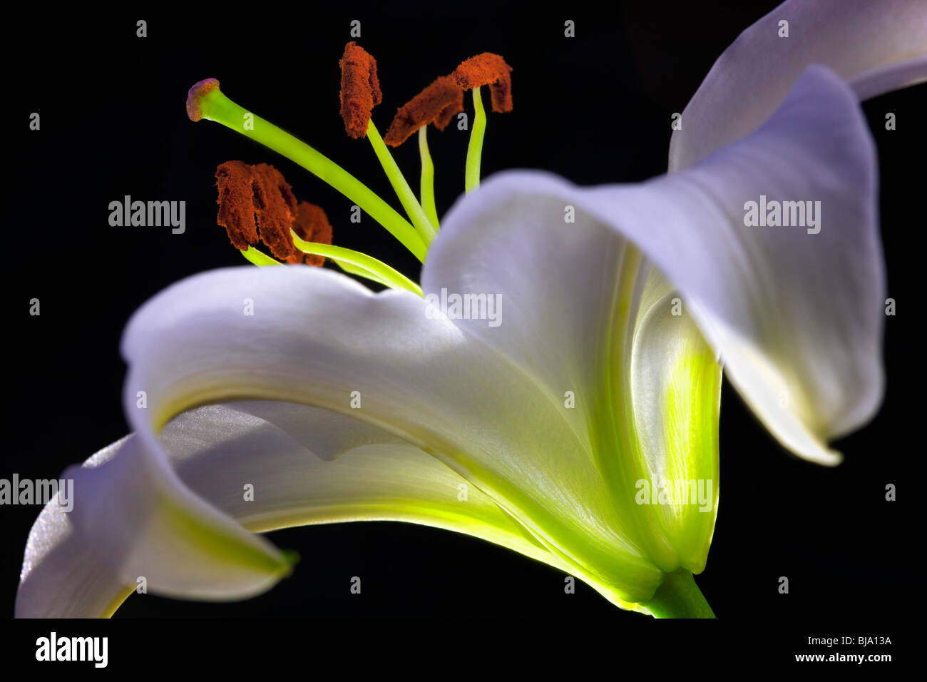 Stargazer lily hi-res stock photography and images - Alamy