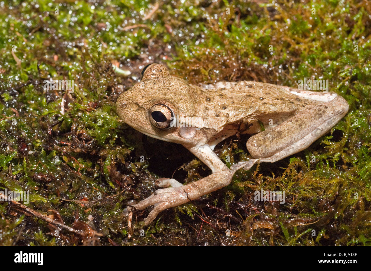 Cuban tree frog, Osteophilus septentrionalis, native to Cuba, Bahamas ...