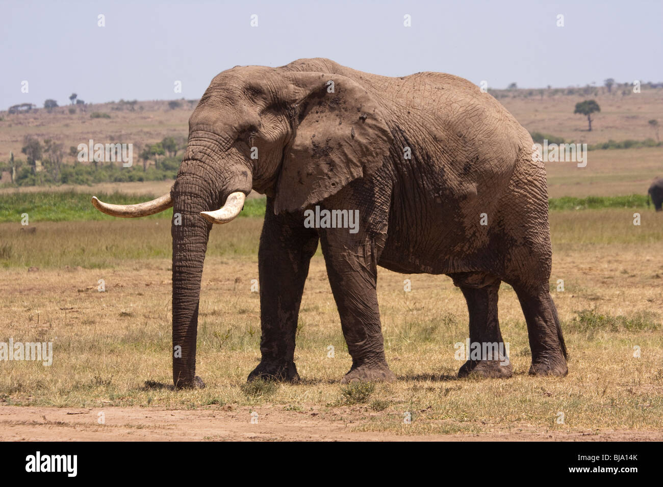 Bulky animal hi-res stock photography and images - Alamy