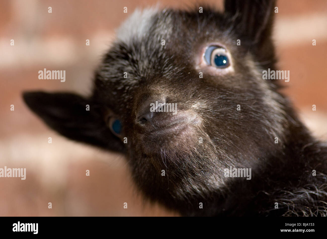 A young goat's (kid's) face. 02/05/07 Stock Photo - Alamy