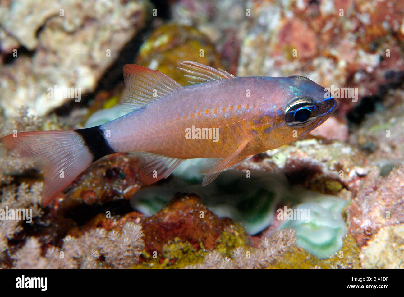 Ringtailed cardinalfish in Raja Ampat off Papua Stock Photo - Alamy