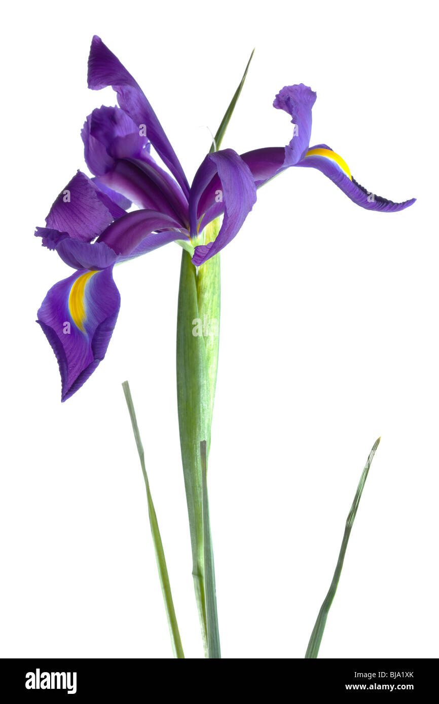 Single purple Dutch iris isolated on white background Stock Photo - Alamy