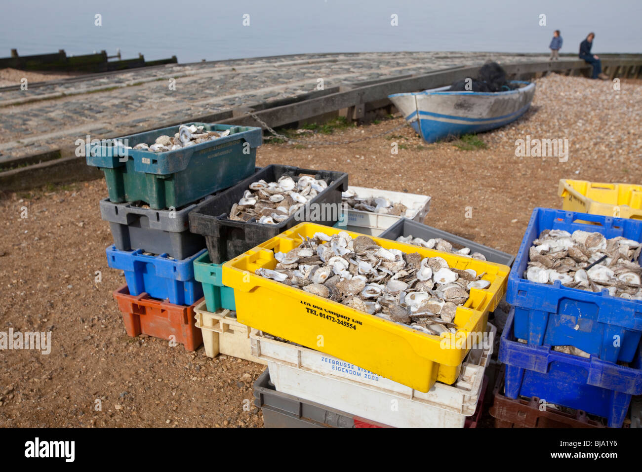 Oyster shells collected in containers on the beach, Whitstable,Kent ...