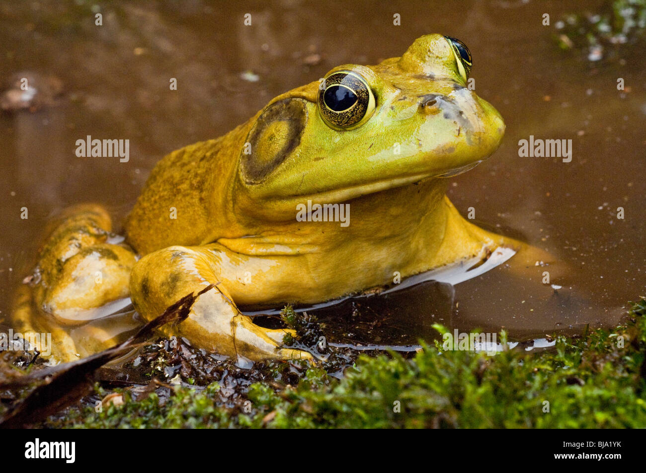 Gigging frogs hi-res stock photography and images - Alamy