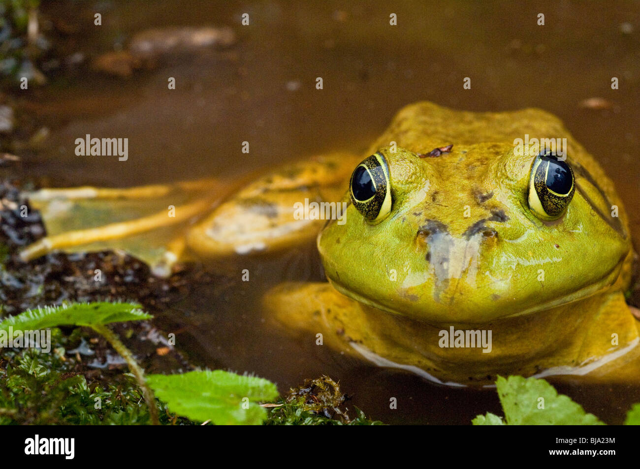 Bullfrog, Rana catesbeiana, native to much of the United States and ...