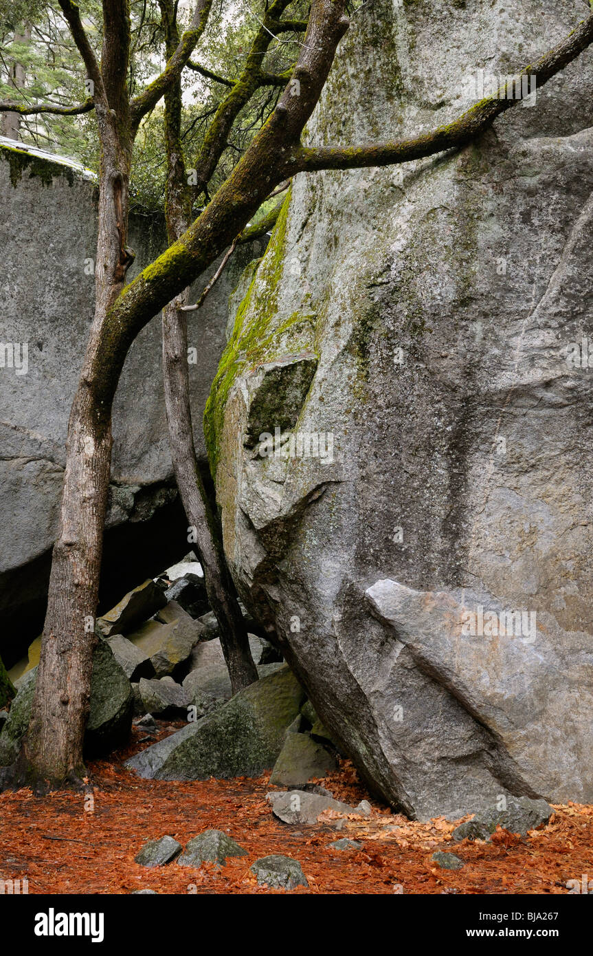 Two trees between two giant boulders in Yosemite National Park Stock ...