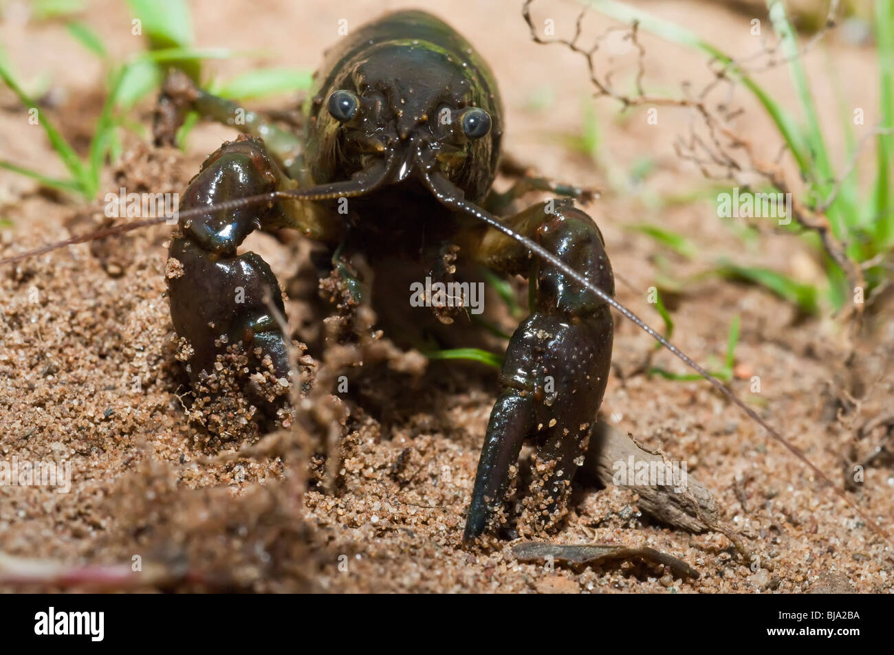 Rusty crayfish orconectes rusticus kettle hi-res stock photography and ...