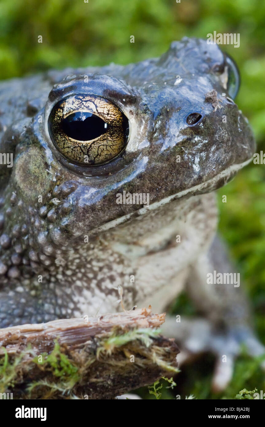 The Texas toad, Bufo speciosus, is native to Texas, north into Oklahoma ...