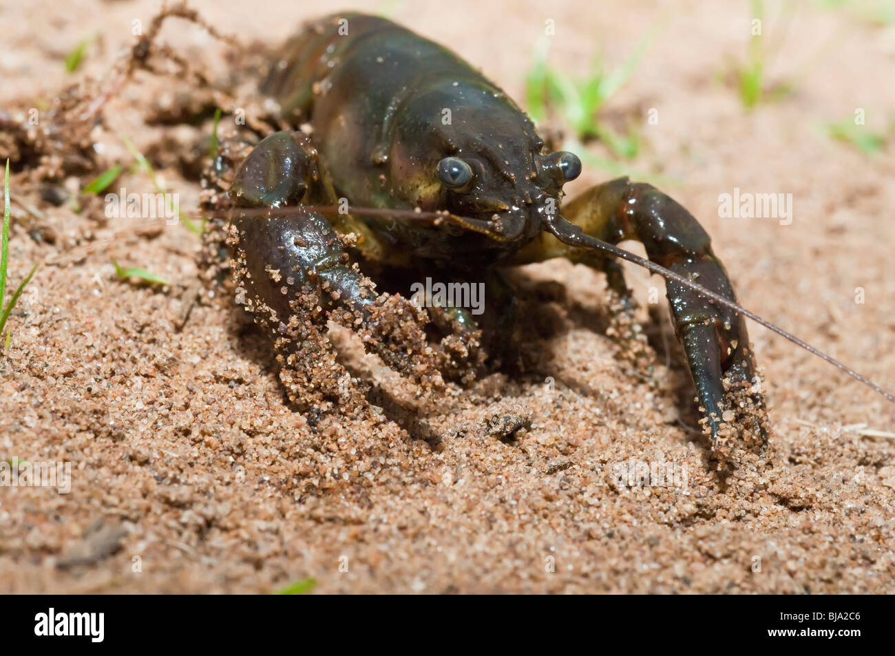 Rusty crayfish, Orconectes rusticus, Kettle River, Sandstone, Minnesota ...