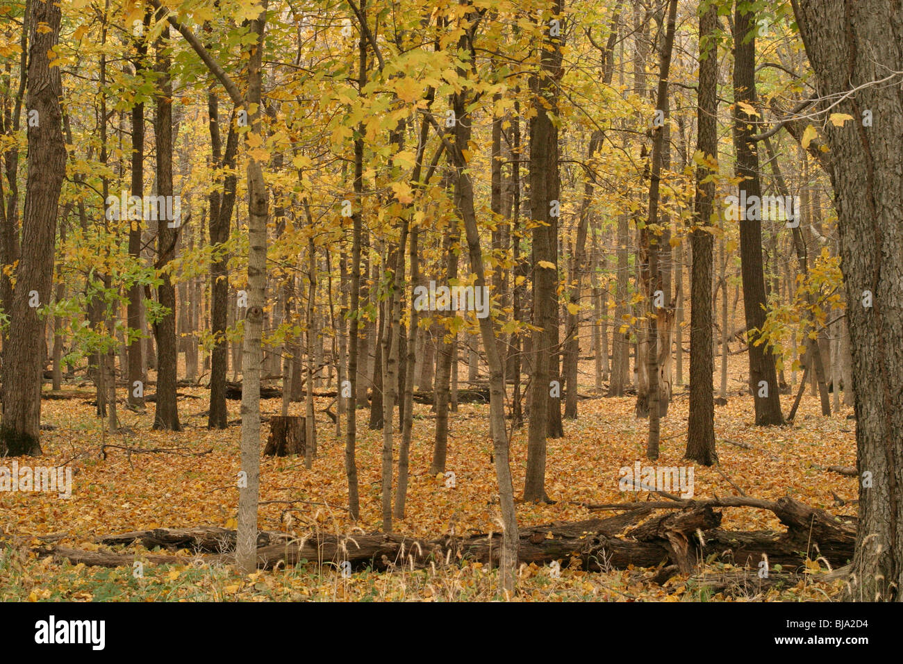 Trees turning beautiful Autumn colors in the Midwest Stock Photo - Alamy