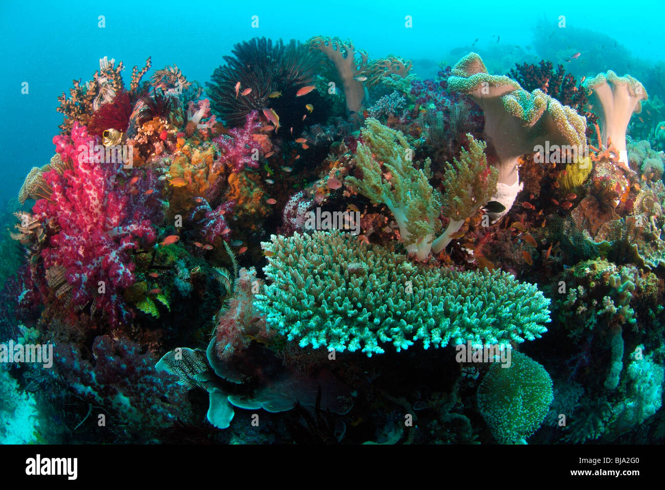 Table coral acropora hyacinthus hi-res stock photography and images - Alamy