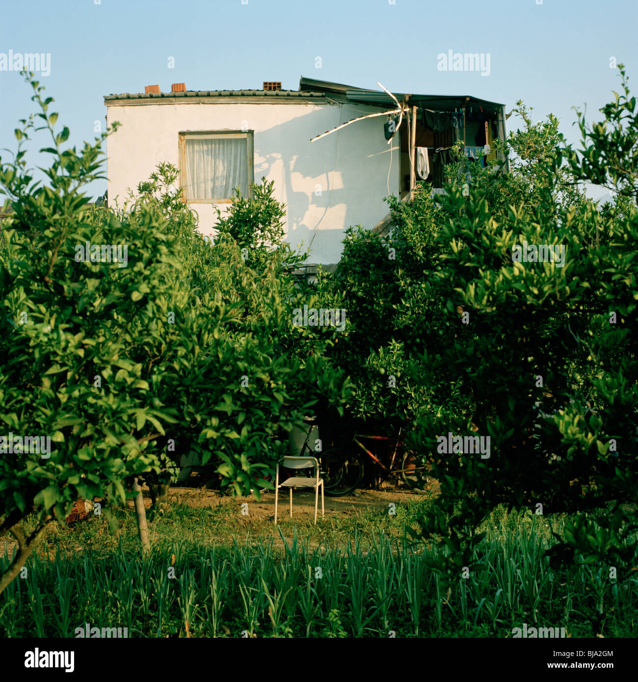 overgrown garden and vegetable plot with white basic house and blue sky ...