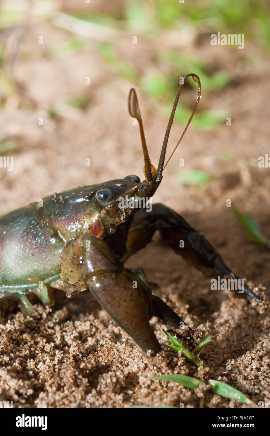 Rusty crayfish hi-res stock photography and images - Alamy