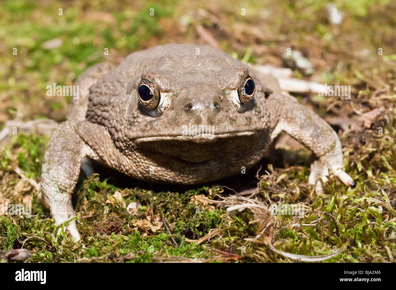The Texas toad, Bufo speciosus, is native to Texas, north into Oklahoma ...