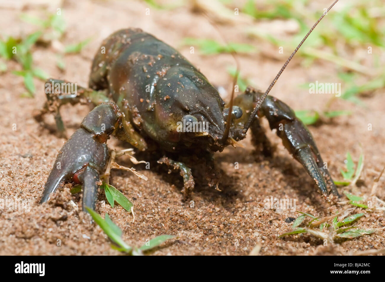 Rusty Crayfish Invasive Species