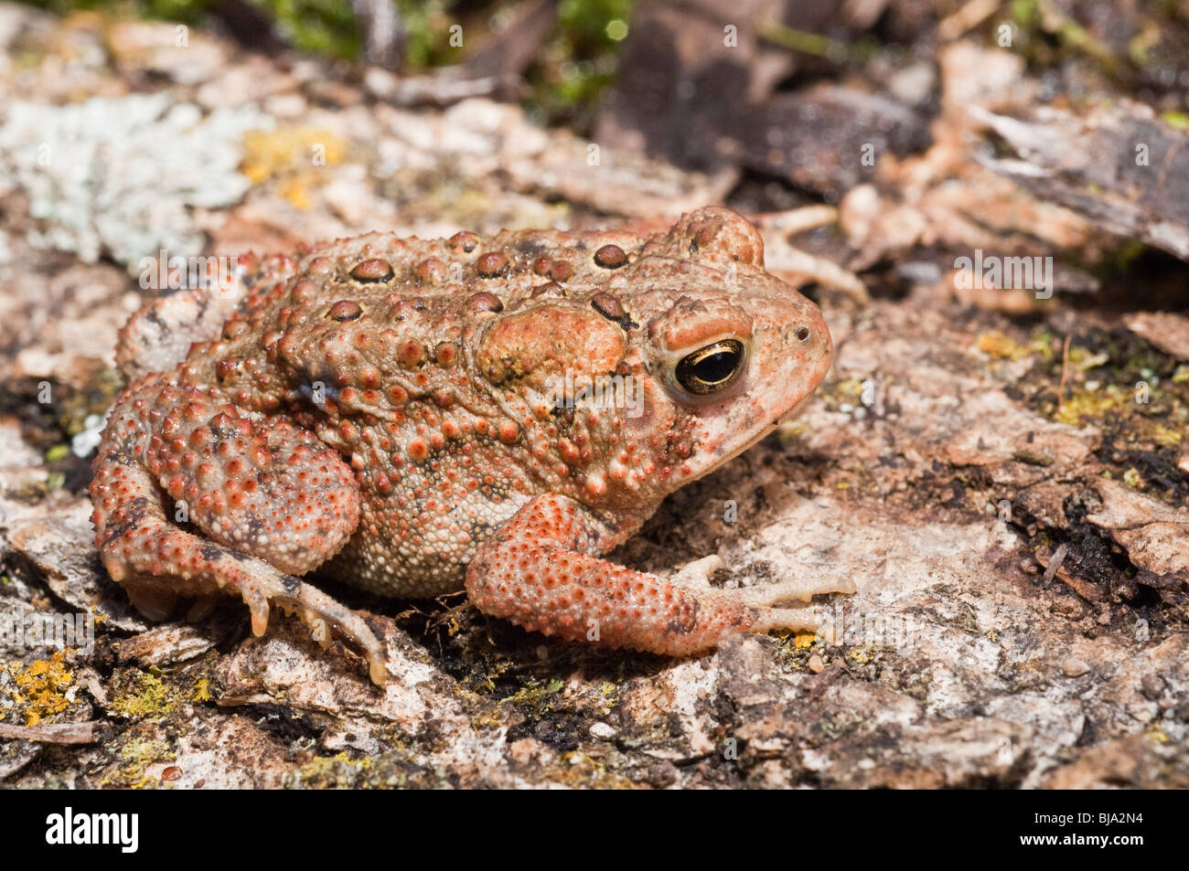 American toad bufo americanus native hi-res stock photography and ...
