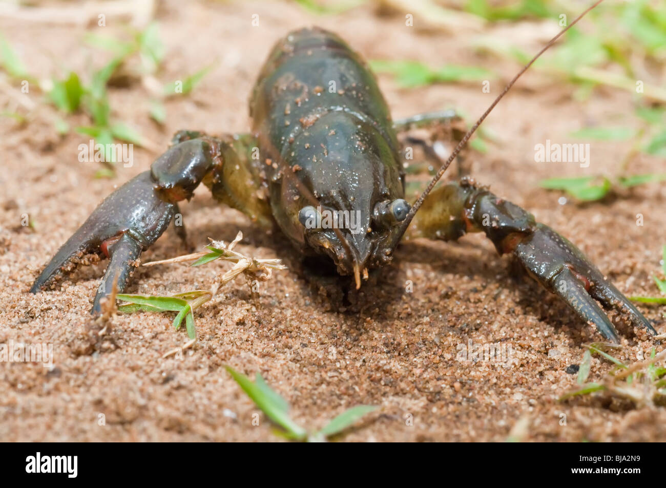 Rusty crayfish, Orconectes rusticus, Kettle River, Sandstone, Minnesota ...