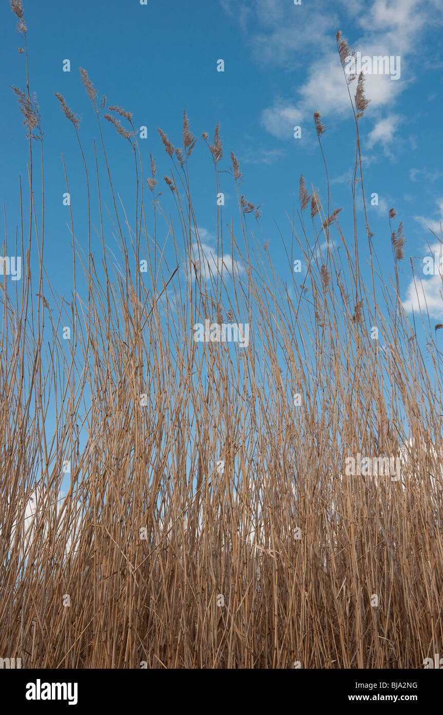 Marshland reed hi-res stock photography and images - Alamy