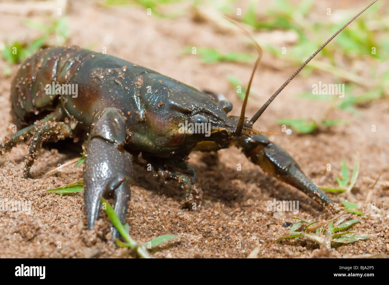 Rusty crayfish orconectes rusticus kettle hi-res stock photography and ...