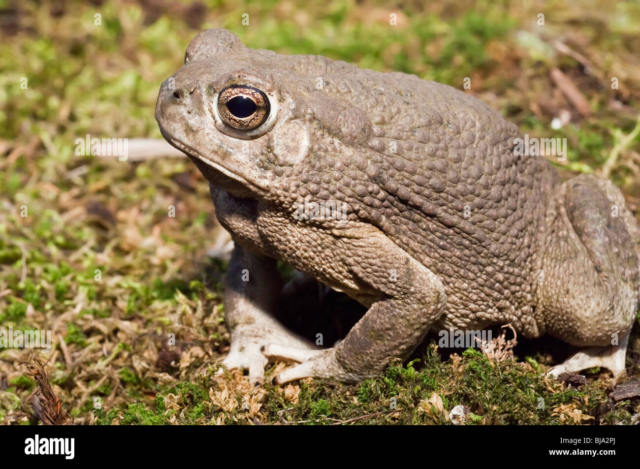The Texas toad, Bufo speciosus, is native to Texas, north into Oklahoma ...