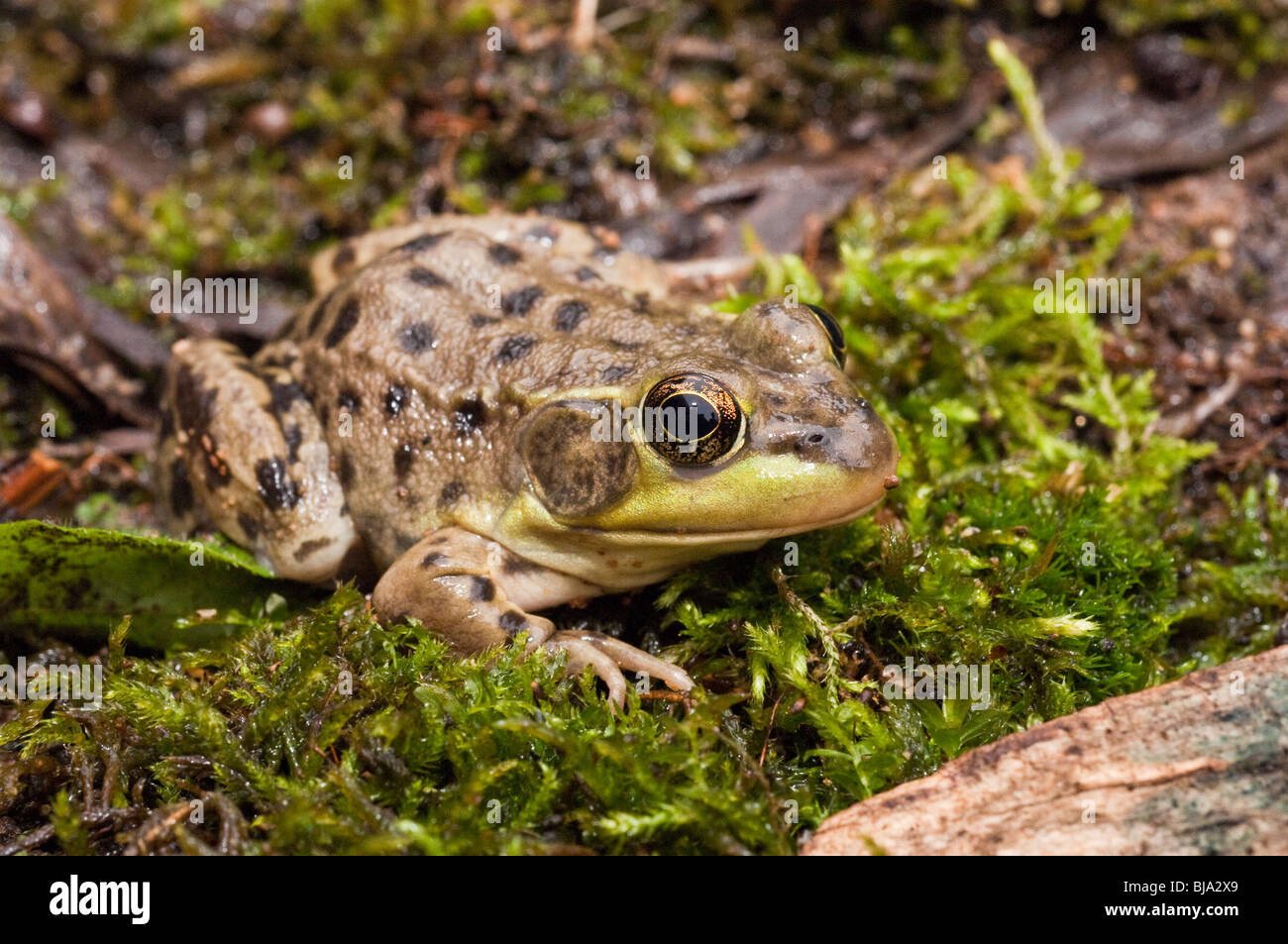 Frogs Of The United States And Canada