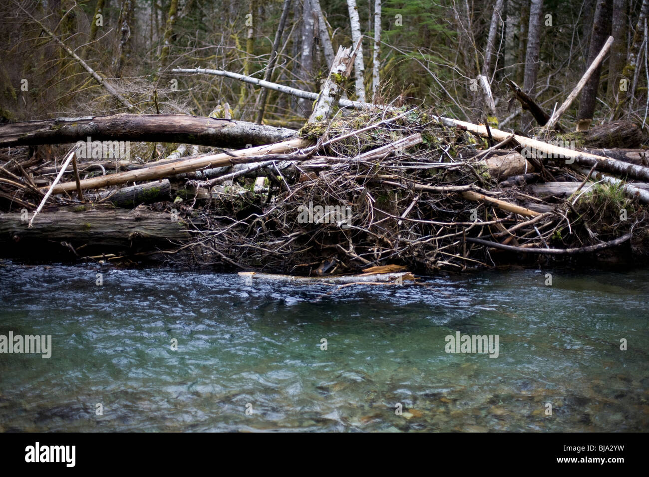 Flooded River Changed Path Stock Photo - Alamy