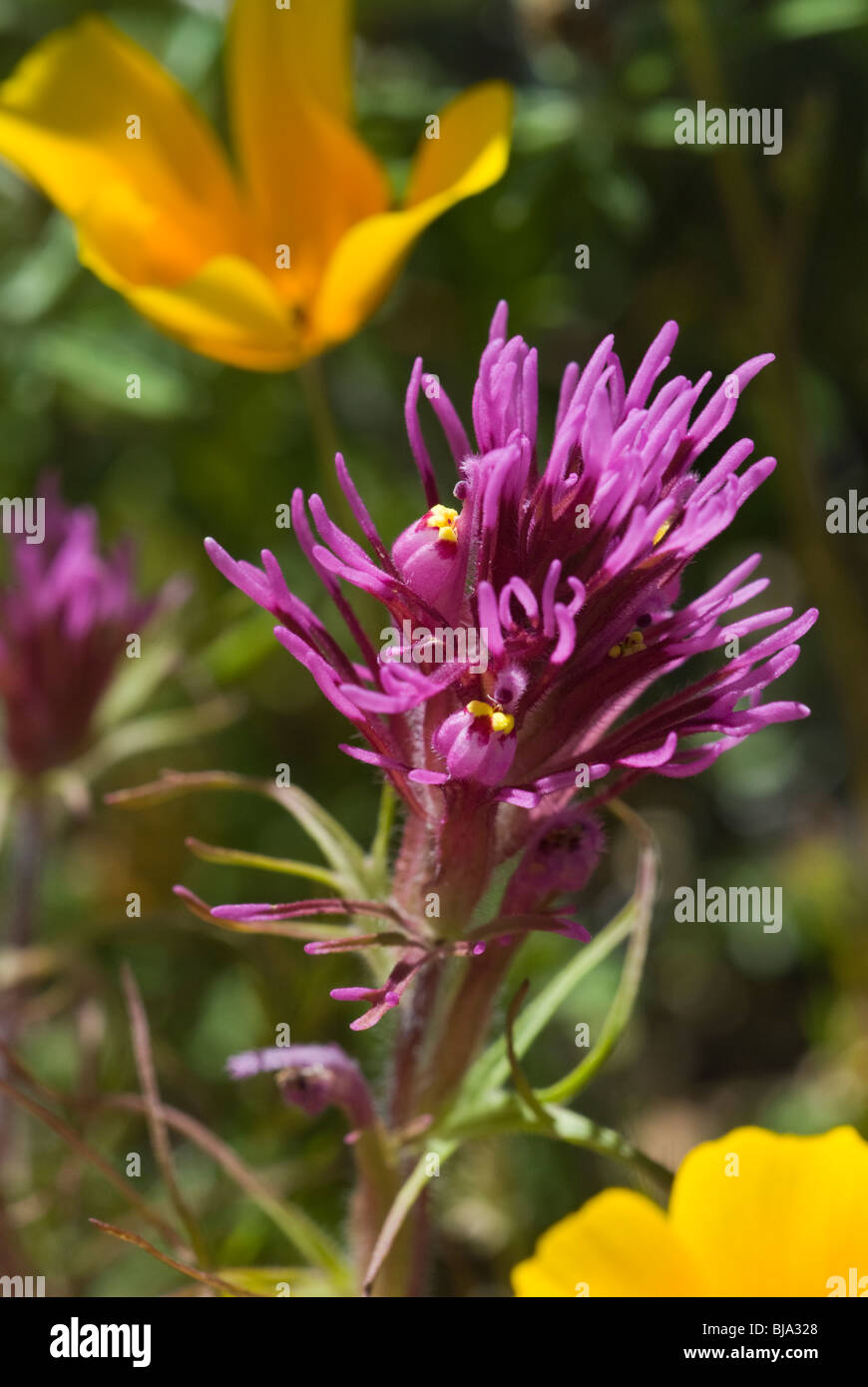 Owl Clover, a common wildflower in the Arizona desert at springtime ...