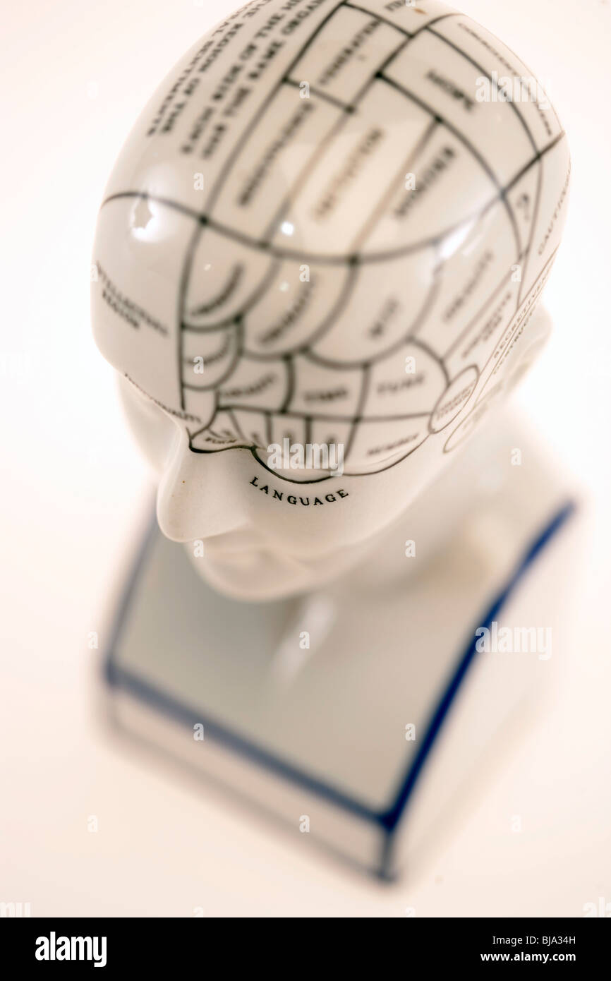 Phrenology head photographed from above on white background Stock Photo ...