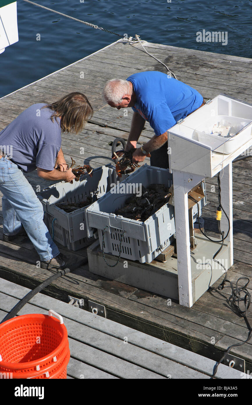 Fishermen at a pier loading lobsters into boxes, Bar Harbor, USA Stock ...