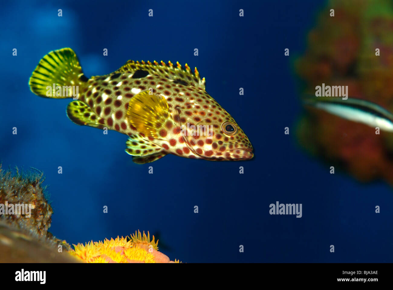 Rock hind grouper in the Gulf of Mexico Stock Photo - Alamy