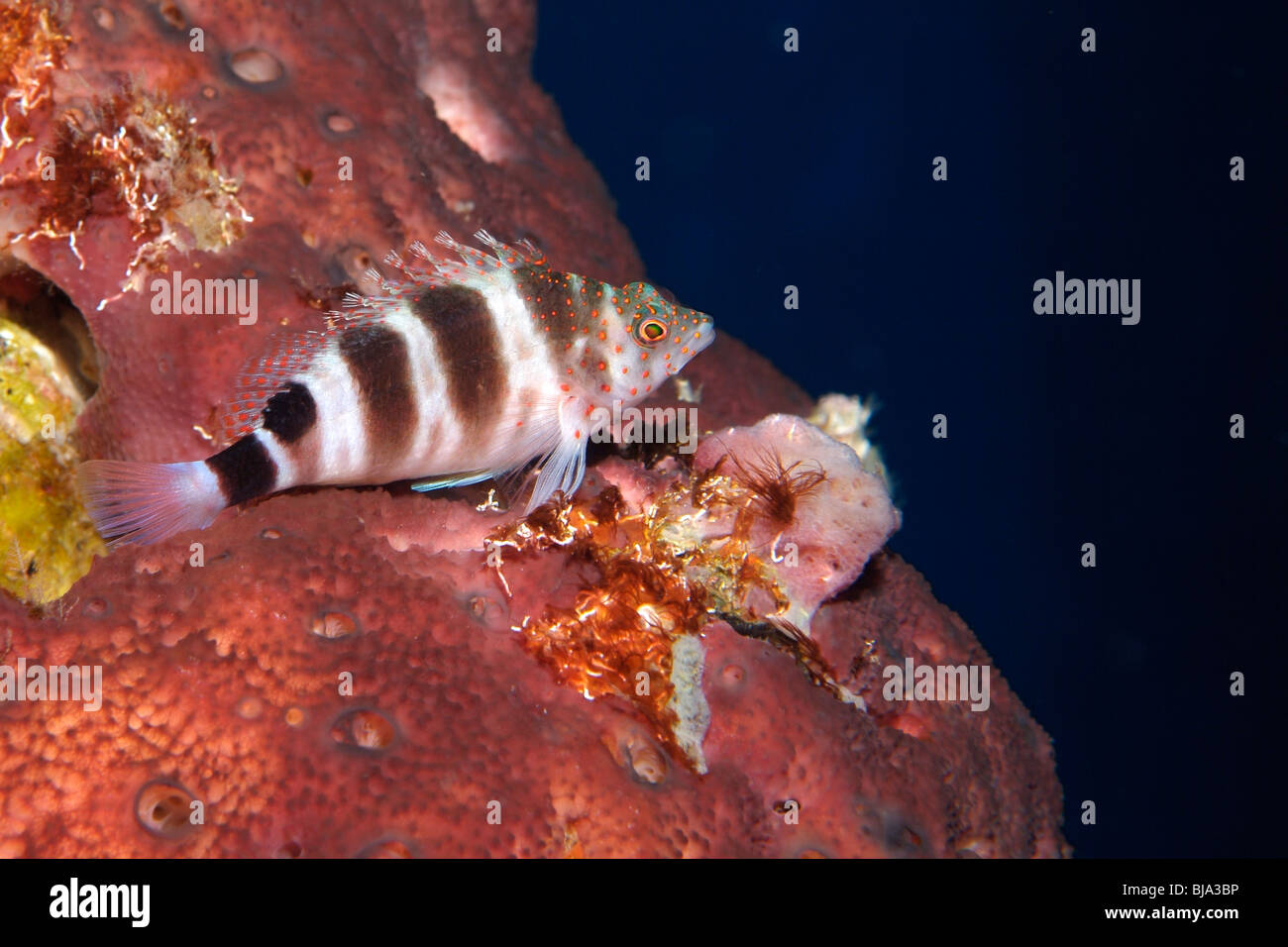Redspotted hawkfish in the Gulf of Mexico Stock Photo - Alamy