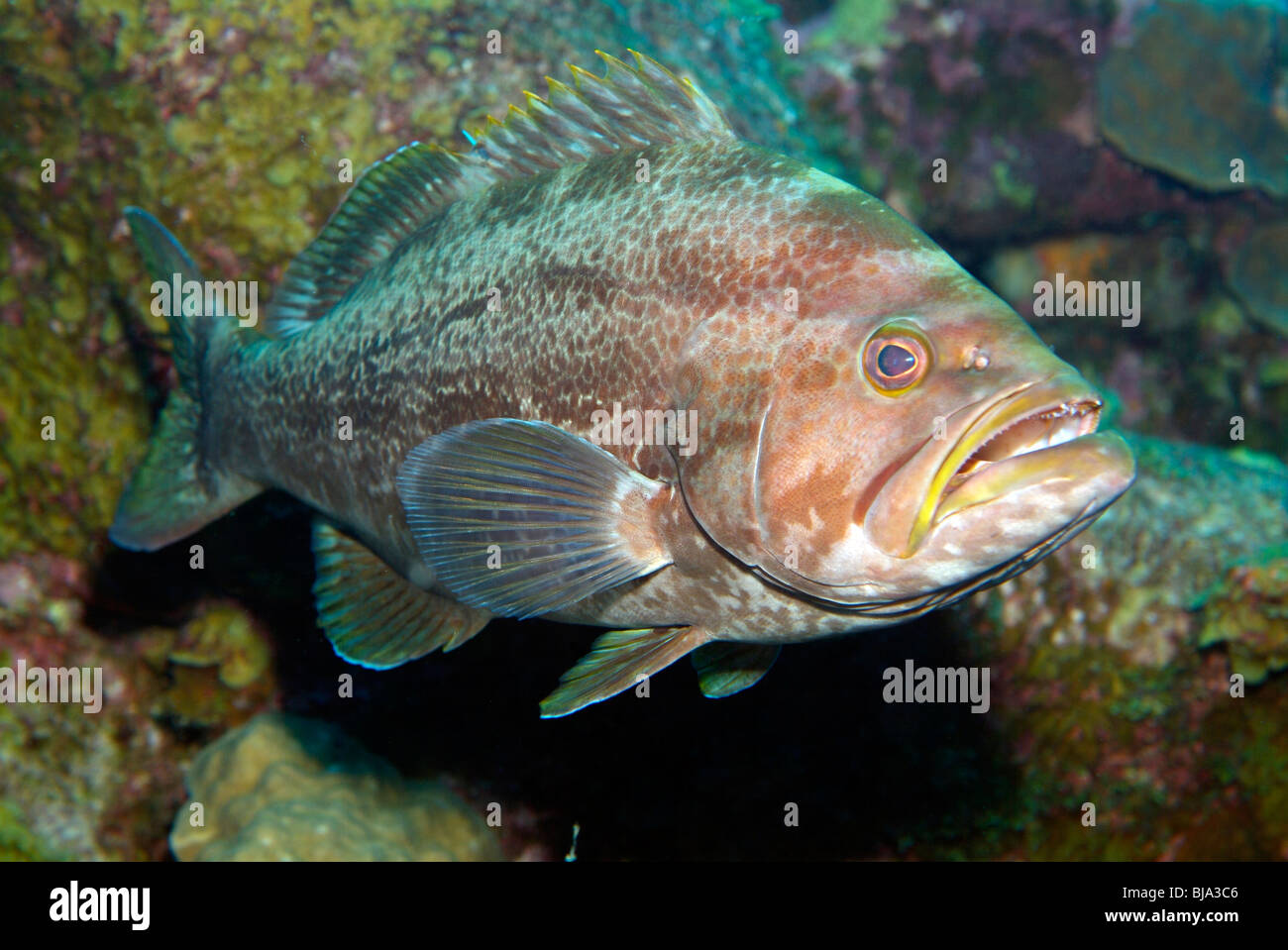 Mycteroperca interstitialis hi-res stock photography and images - Alamy